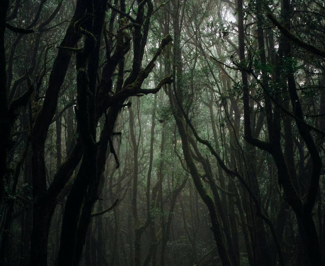 Night Forest: Exploring the Eco Gothic – Goth Persona